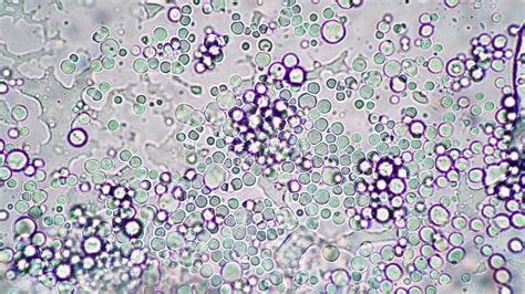 Microscopic Footage Of Some Anonymous Bacteria Moving Under The Microscope Stock Video Video