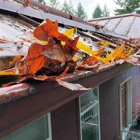 Gutter Cleaning Services Puiri