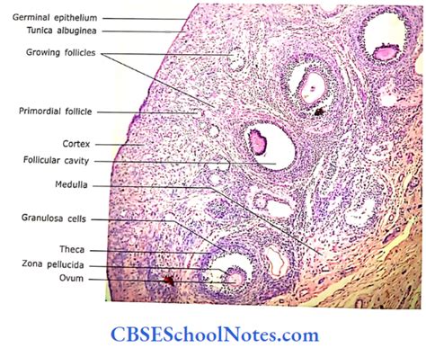 Histology Of Female Reproductive System Notes Cbse School Notes