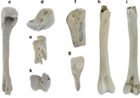 New Tiny Fossil Penguin From New Zealand Helps Shed Light On How Their