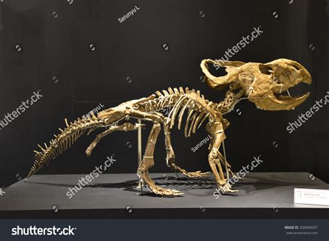 Protoceratops Type Of Skeleton