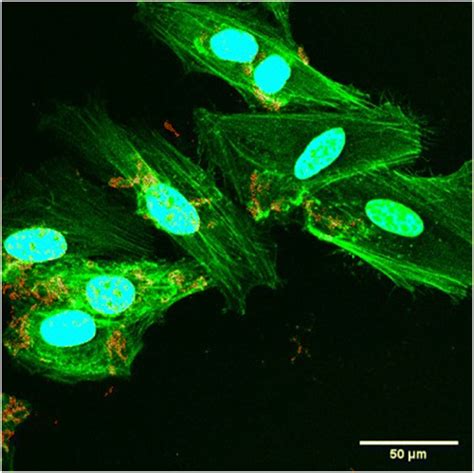 Nearly Monodispersed Emission Tuneable Conjugated Polymer