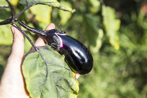 Young Eggplant In Girl Hand Over Blurred Garden Background Outdoor Day