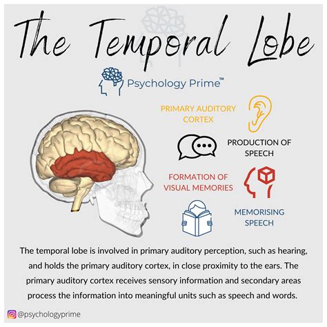The Temporal Lobe 🧠 Auditory Perception Visual Memory Neuropsychology