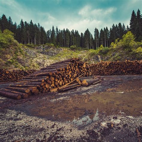 Deforestation An Introduction Climatalk