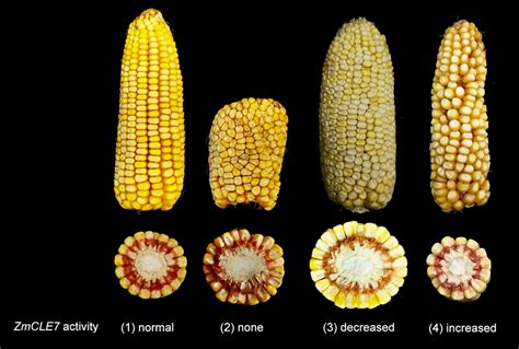 Corn Genome Size At Scott Lanier Blog