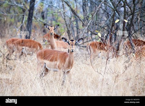 Herd Of Female Impala Antelopes On Beige Grass Trees And Blue Sky