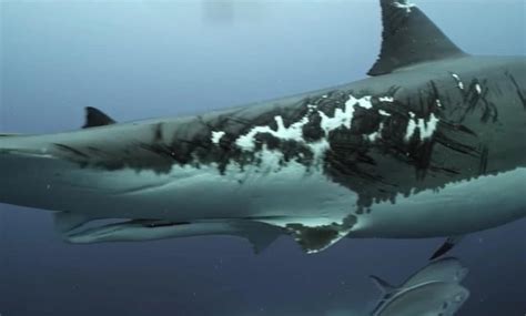 Great White Shark Mating