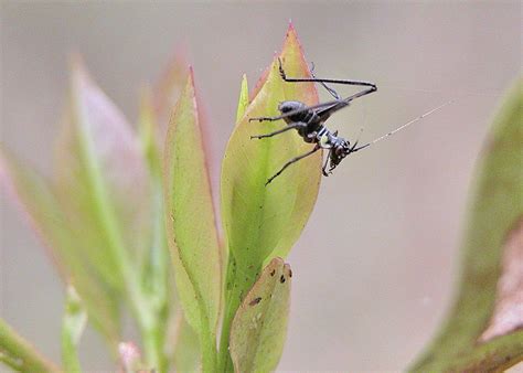 Crickets And Katydids Biology Suborder Ensifera Order Orthoptera