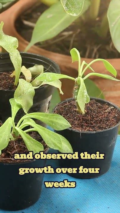 Why Scientist Do Experimentreplicate Lesson Science Scienceexperiment Youtube