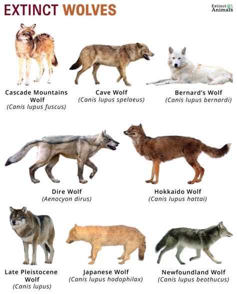 Extinct Wolves Facts List Pictures