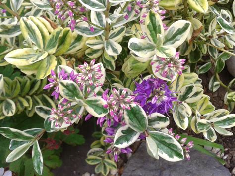Shrubs And Hedging Plants For Sale