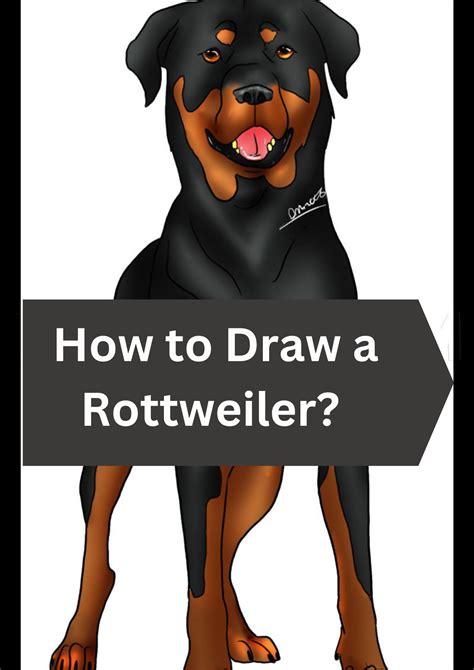 Learn How To Draw A Rottweiler In 16 Easy Steps