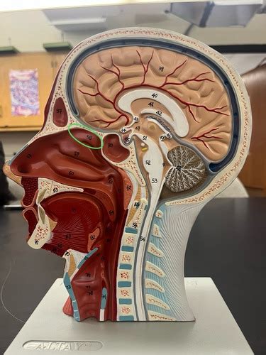 Lab Objectives Week 7 Flashcards Quizlet