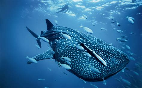 Marine Biology Wallpapers Top Free Marine Biology Backgrounds