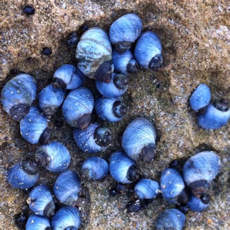 Blue Periwinkle Project Noah