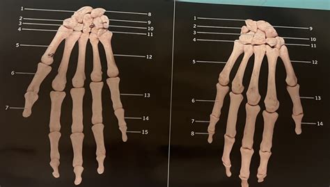 Bio Lab Practical 2 Bones Diagram Quizlet