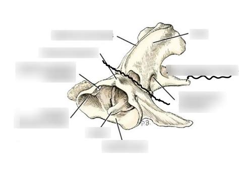 Diagram Of How Axis And Atlas Connect Atlas Axis Joint Anato