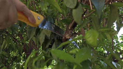 Pruning A Mandarin Tree Stock Footage Video Of Branch 248600678