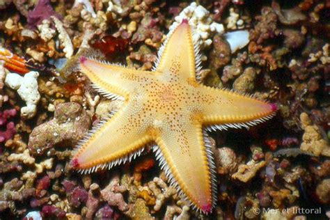 Astropecten Irregularis Alchetron The Free Social Encyclopedia