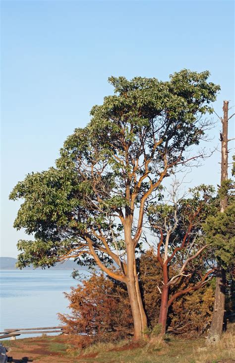 Arbutus Menziesii Madrone Conifer Trees Trees To Plant Deciduous