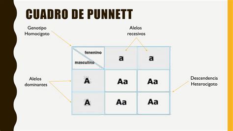 Ppt Clase Genetica Y Herencia Powerpoint Presentation Free Download
