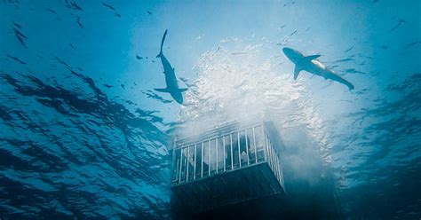 Shark Cage Diving Experience Dive With Sharks In Premium Cages Jeddah