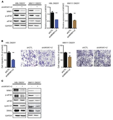 Jci Mnk1 2 Inhibition Limits Oncogenicity And Metastasis Of Kit