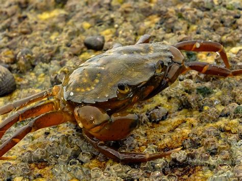 Free Images Nature Wildlife Food Seafood Shellfish Fauna
