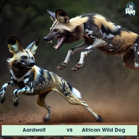 Aardwolf Predator Prey Interactions Fights And Aggressive Behaviors