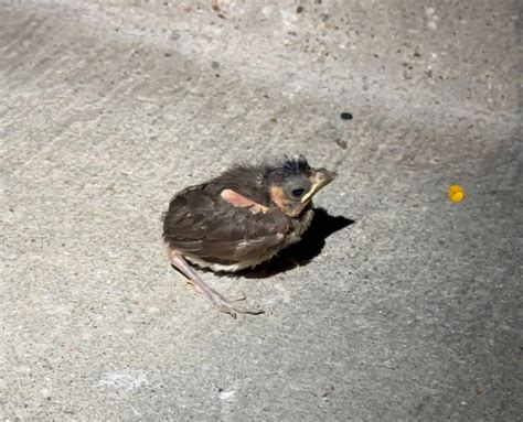 Fledling Type Rbirding