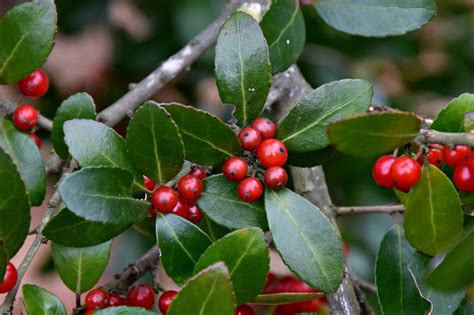 Yaupon Holly Ilex Vomitoria Florida Native Plants Native Plants Nature Photography