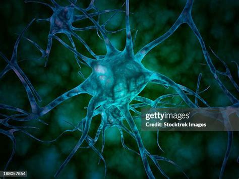 Sensory Neuron Microscope