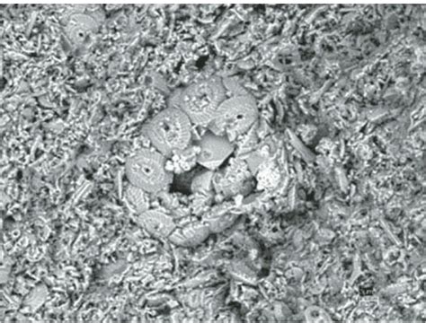 Scanning Electron Microscope Image Of Coccoliths From The