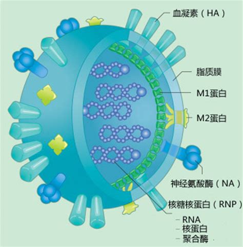 流感病毒来势汹汹，是不是感染了甲流？如何检测，一文读懂！ 乙型流感病毒 基质蛋白 甲流 流感 病毒 感染 抗体 核酸 抗原 健康界