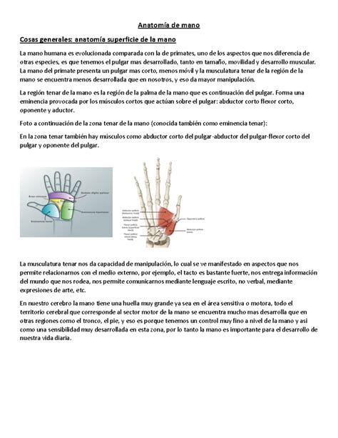 Anatomía De Mano Apuntes Anatomia Descriptiva De Mano AnatomÌa De