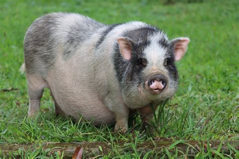 Бесплатные стоковые фото на тему @outdoor, sus scrofa domesticus, весна ...