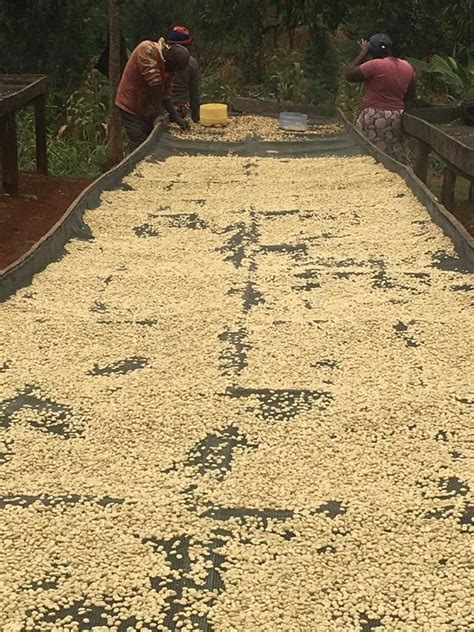 Sucafina Specialty Mukunga Kiambu Aa