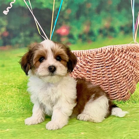 Havanese Puppies For Sale
