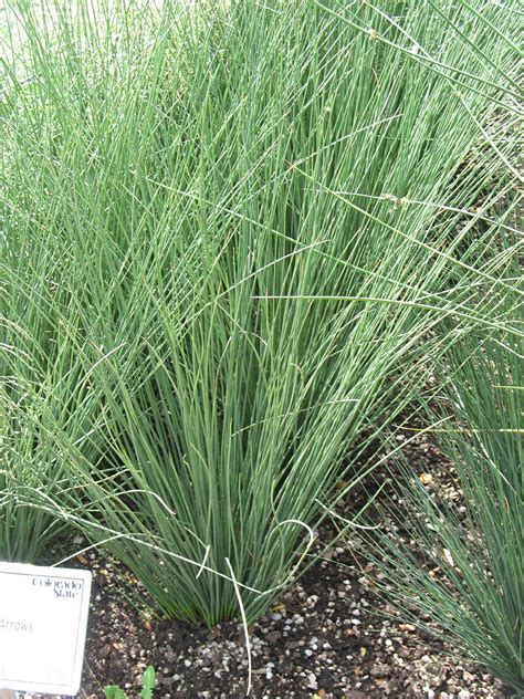 Juncus Blue Arrows Rush Plants4home