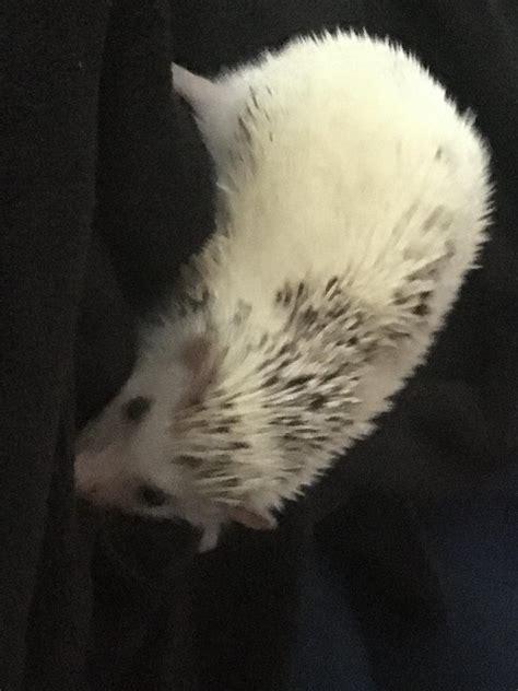 My Cute Bean Sniffles R Hedgehog