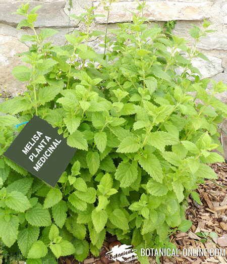 Características De La Melisa Botanical Online