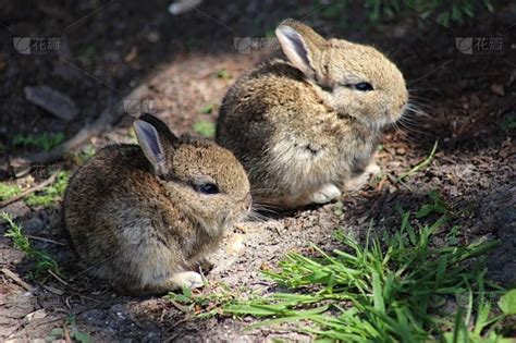 野生兔子宝宝图片其他图片图片素材 花瓣网
