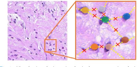 figure 2 from structure embedded nucleus classification for