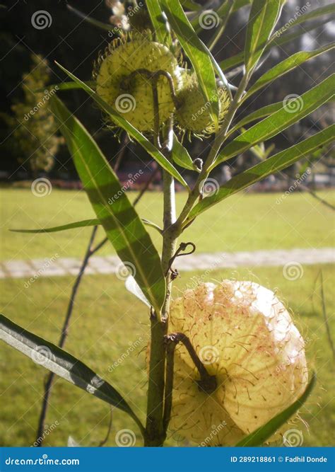 The Plant Of Gomphocarpus Physocarpus Stock Image Image Of Leaf Tree