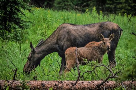 100000 Free Cute Moose And Moose Images Pixabay