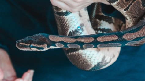 Massive 8 Foot Python Found Inside Australian Couples Home Rescued