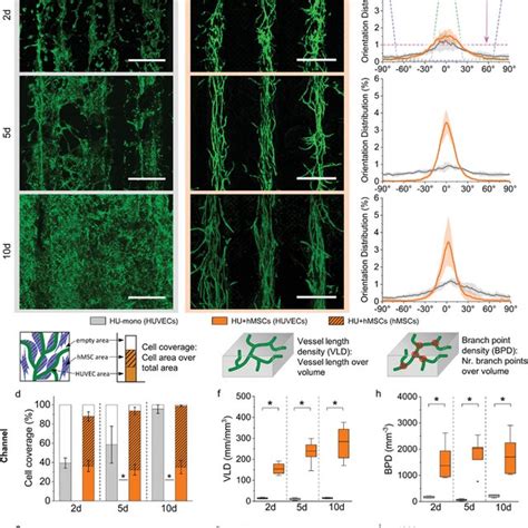 The Formation Of Structured Microvascular Networks With The Addition Of