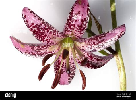 Lily martagon; Lilium martagon Stock Photo - Alamy