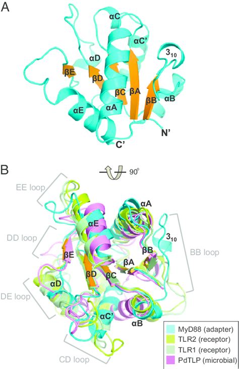 Comparison Of The Tir Domain Structures A Cartoon Representation Of Download Scientific